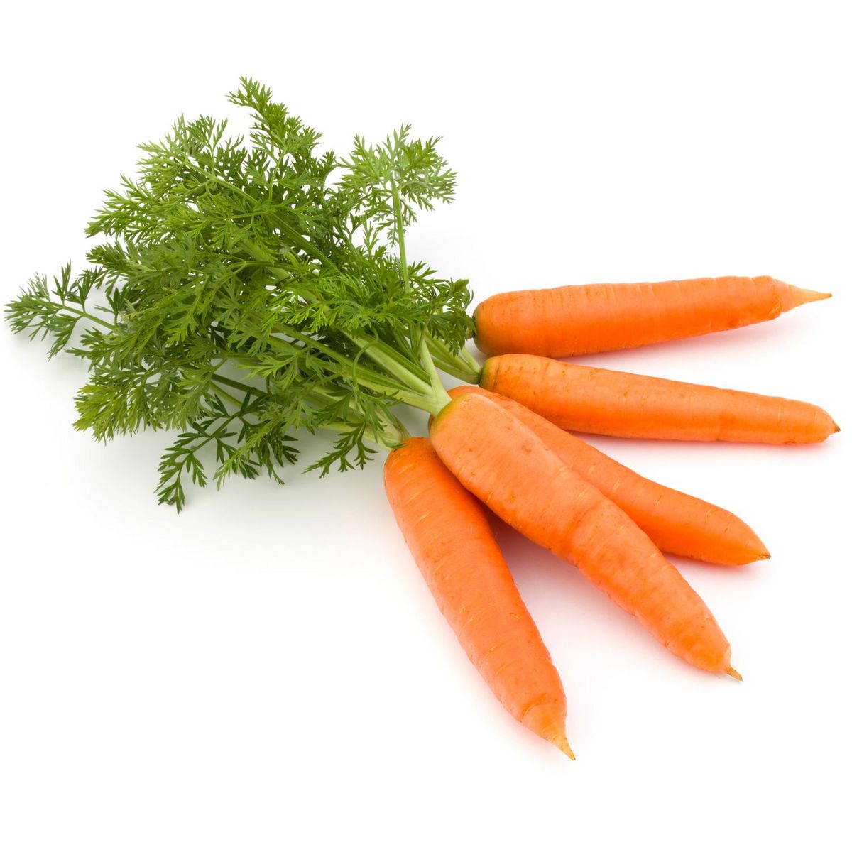 Carrot With Leaf / Carots With leaf – Le Pro 1600