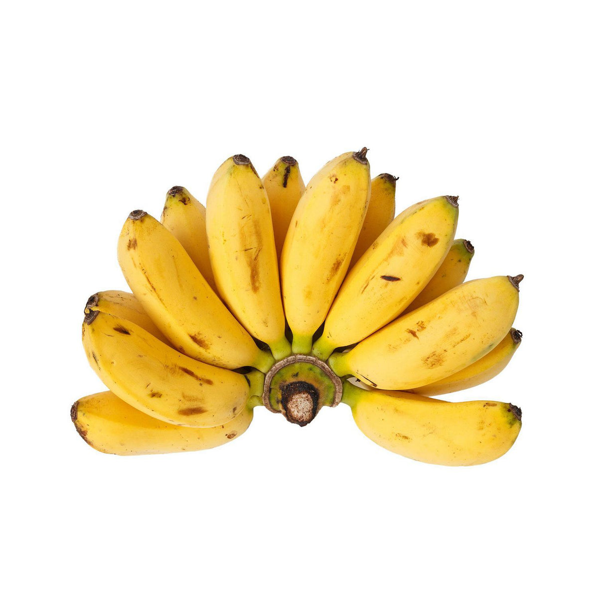 Manzano Bananas (1lb) – Le Pro 1600